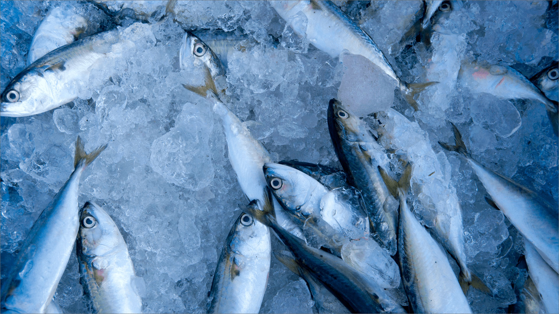 KINGFISH | Library - KINGFISH