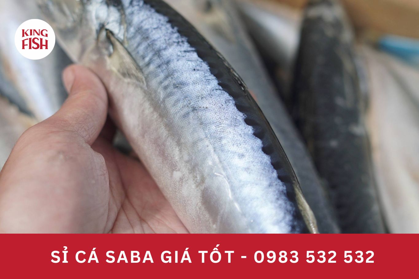 KINGFISH | Cá SaBa Đông Lạnh Nhập Khẩu Giá Sỉ Tốt Nhất 2025 | KINGFISH