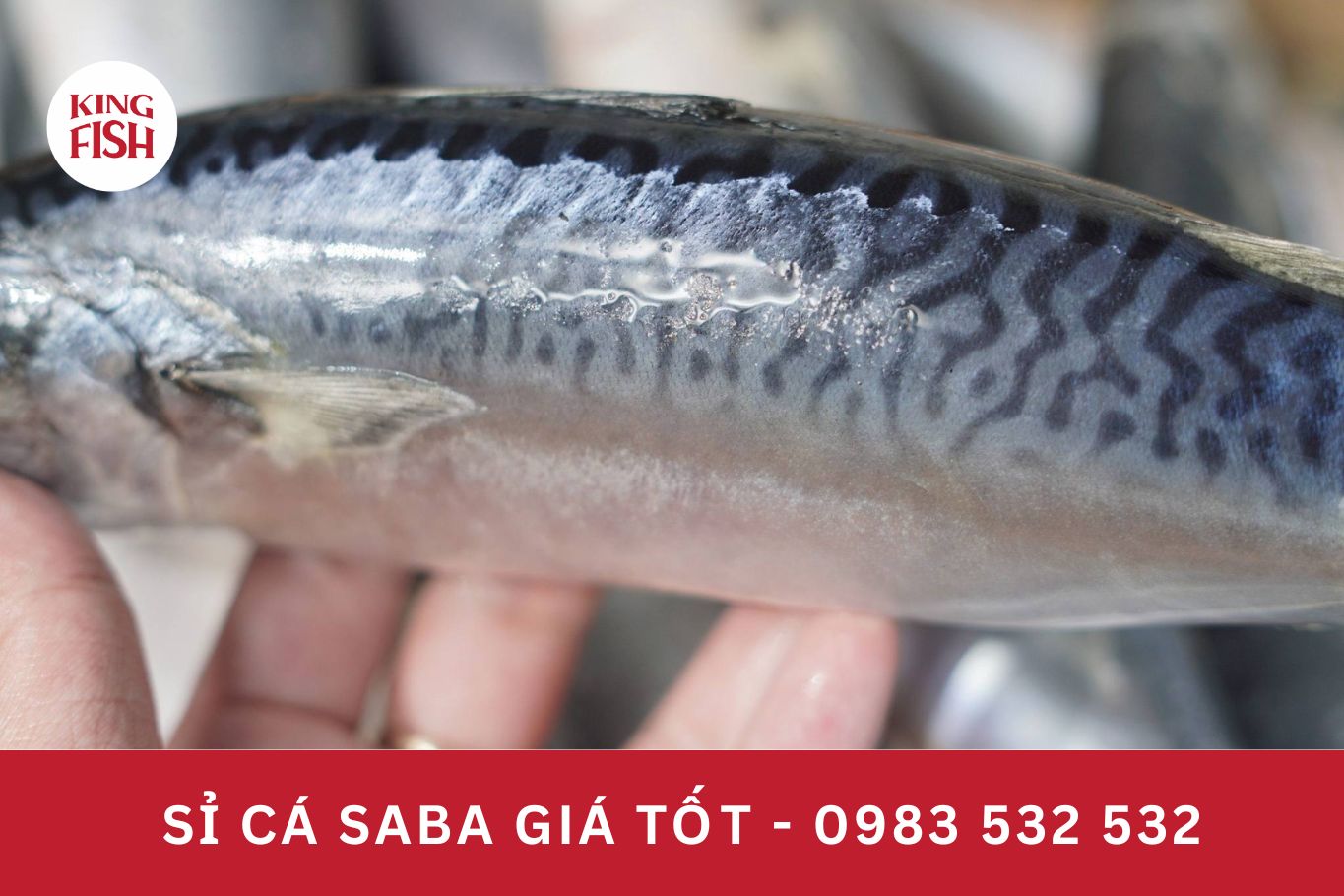 KINGFISH | Cá SaBa Đông Lạnh Nhập Khẩu Giá Sỉ Tốt Nhất 2024 | KINGFISH
