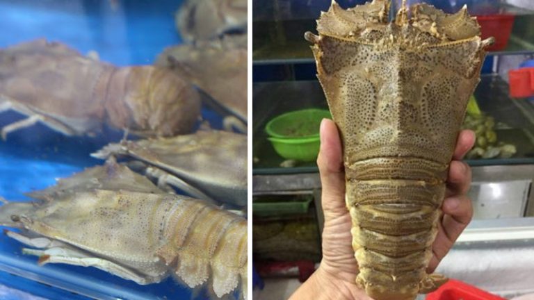 KINGFISH | Tôm mũ ni giá bao nhiêu? Mua ở đâu, cách chế biến như thế nào?