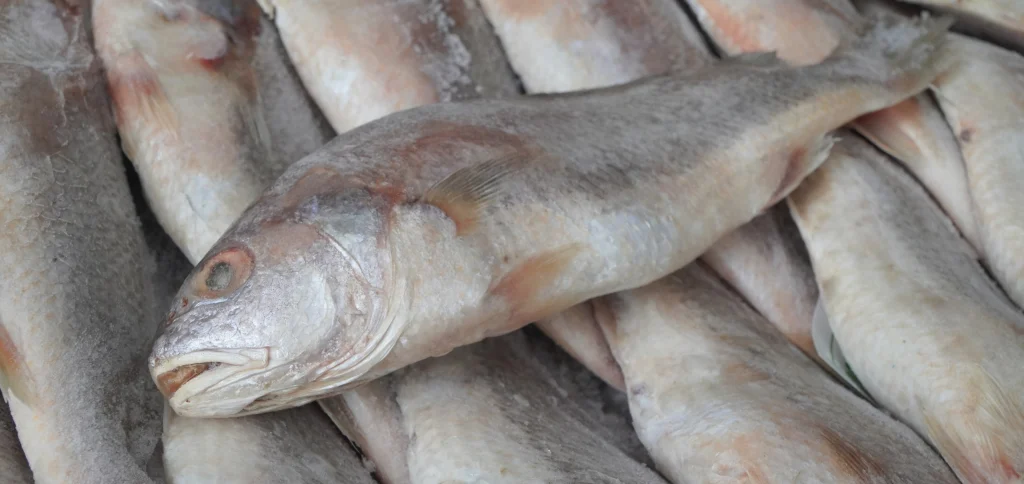 KINGFISH | Cá đù vàng đông lạnh - KINGFISH cung cấp cá đù giá sỉ tốt nhất